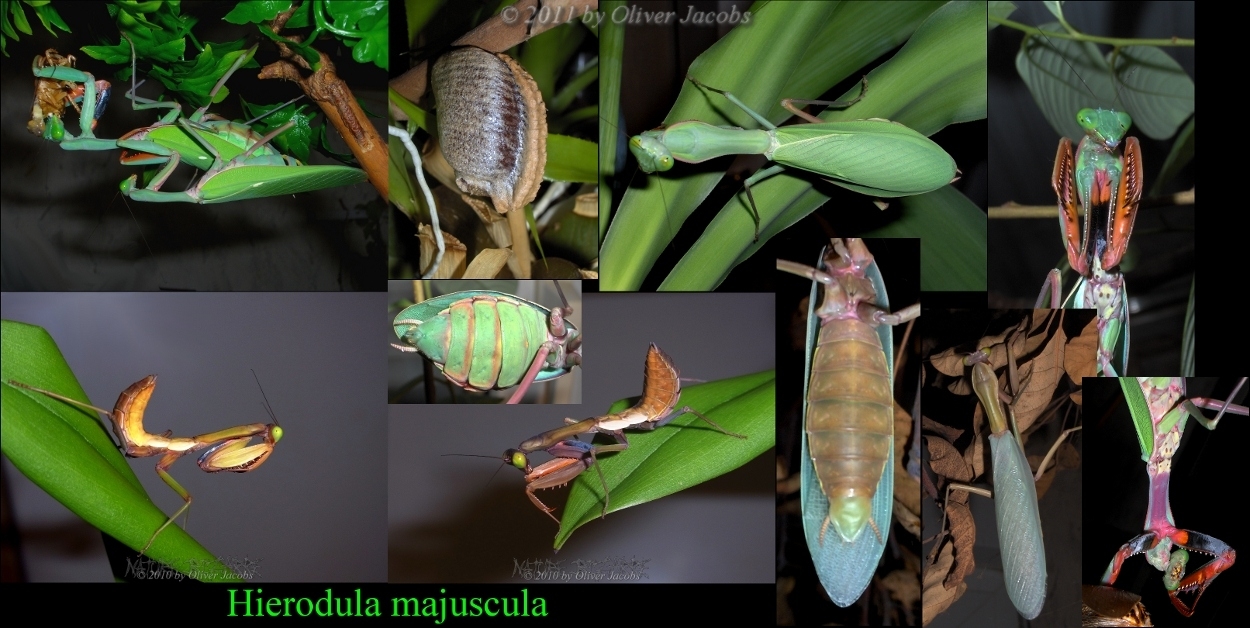 IG Mantodea List