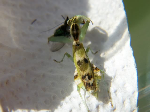 Acontista - Alchetron, The Free Social Encyclopedia